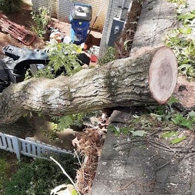 Carlos Tree Service is a Tree Company in Sanford, NC 27332
